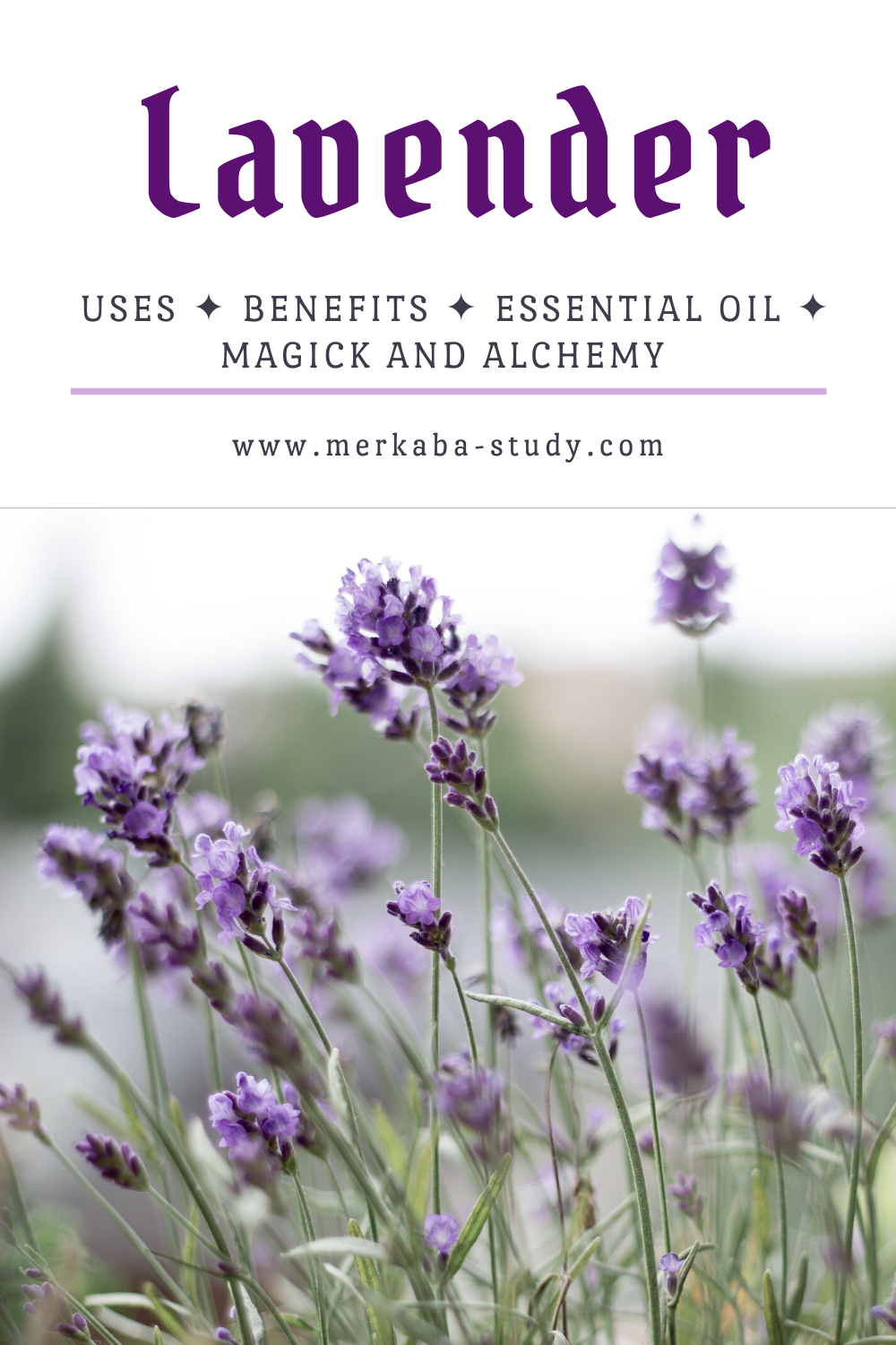 Lavender essential oil benefits and uses in alchemy, magick and spagyrics