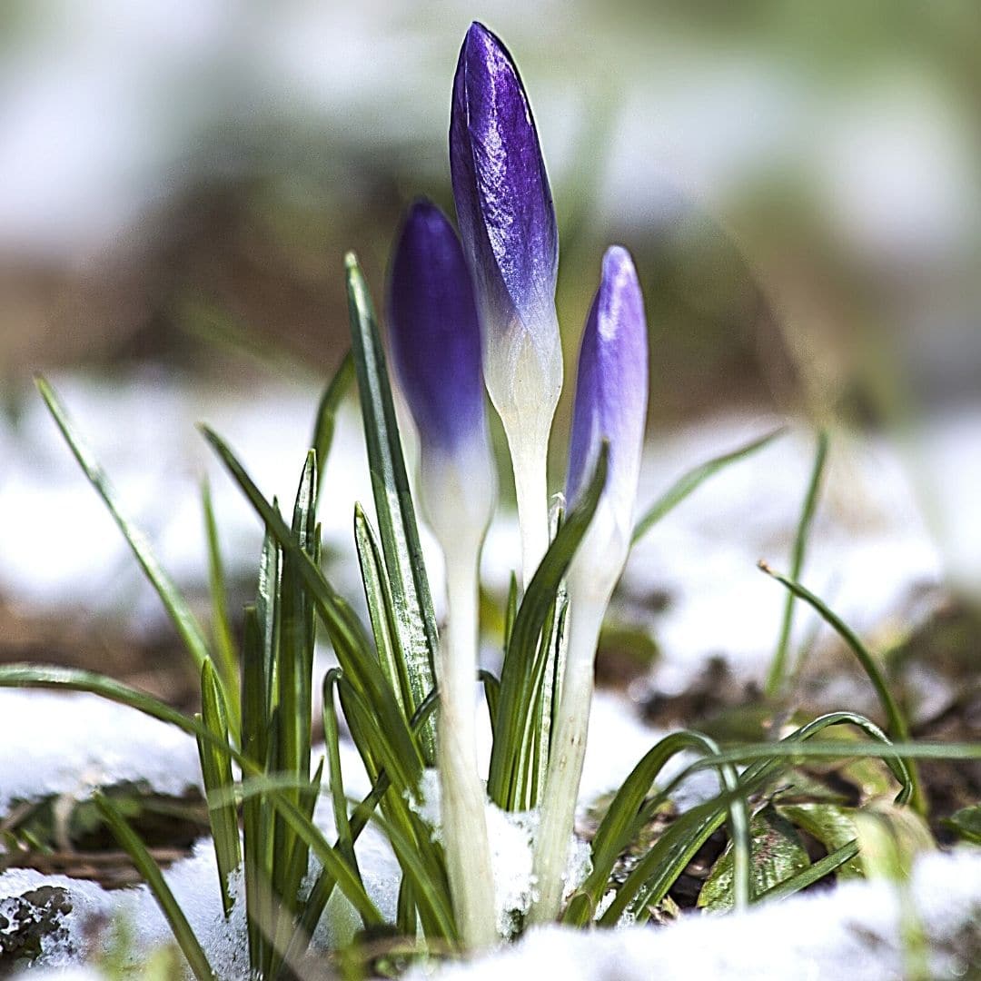 Celebrating Imbolc 2024: A Guide to Magical Traditions and Rituals ⋆ ...