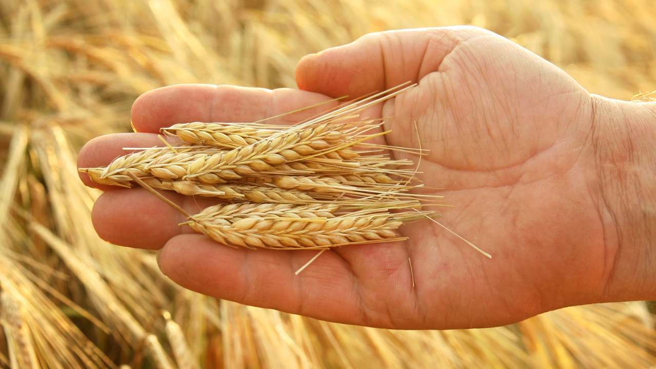 Celebrate Lughnasadh 2023 with Joy and Abundance: Traditions, Symbols ...